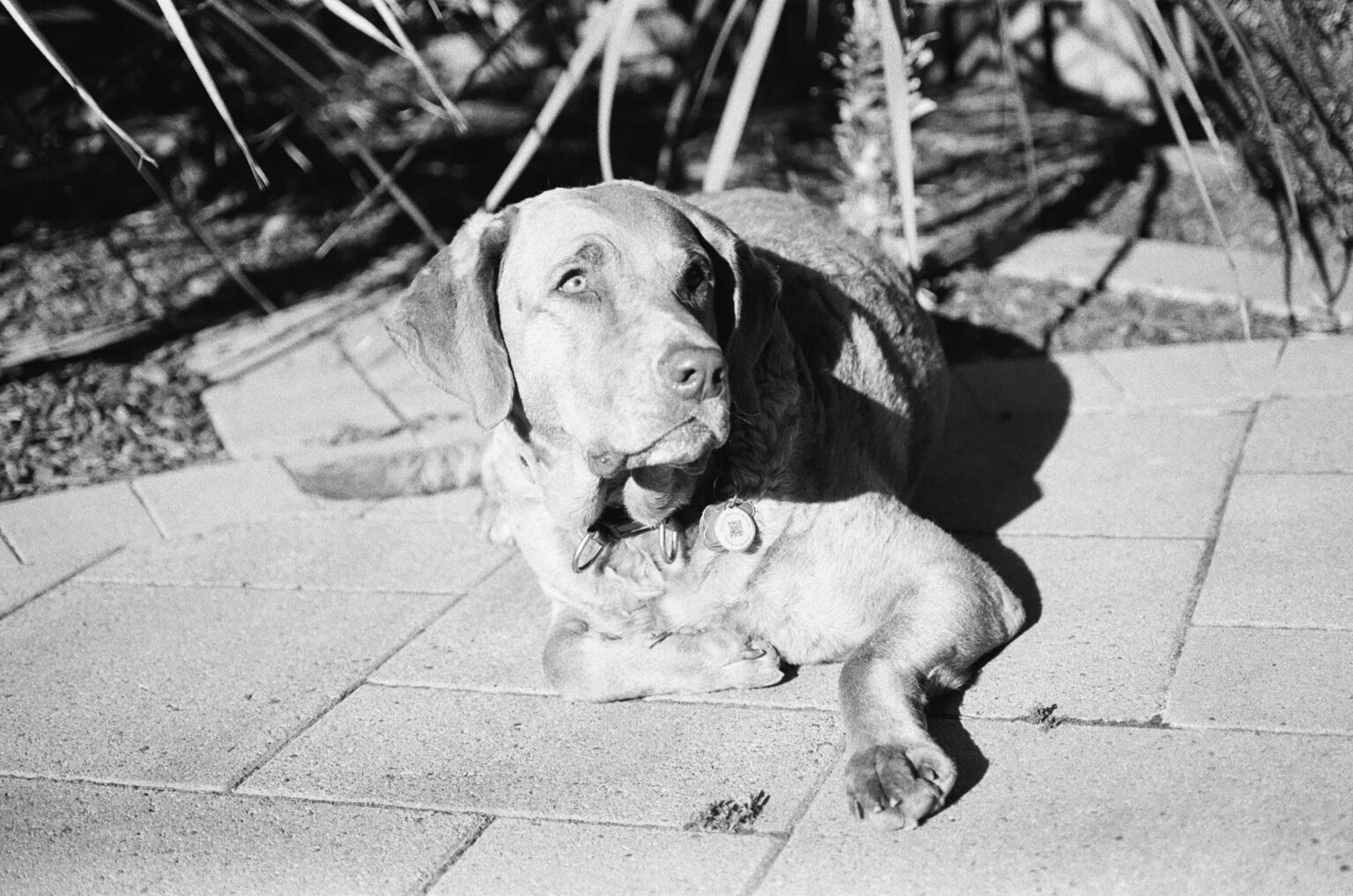 Quack Attack: 10 Best Waterfowl Hunting Dogs