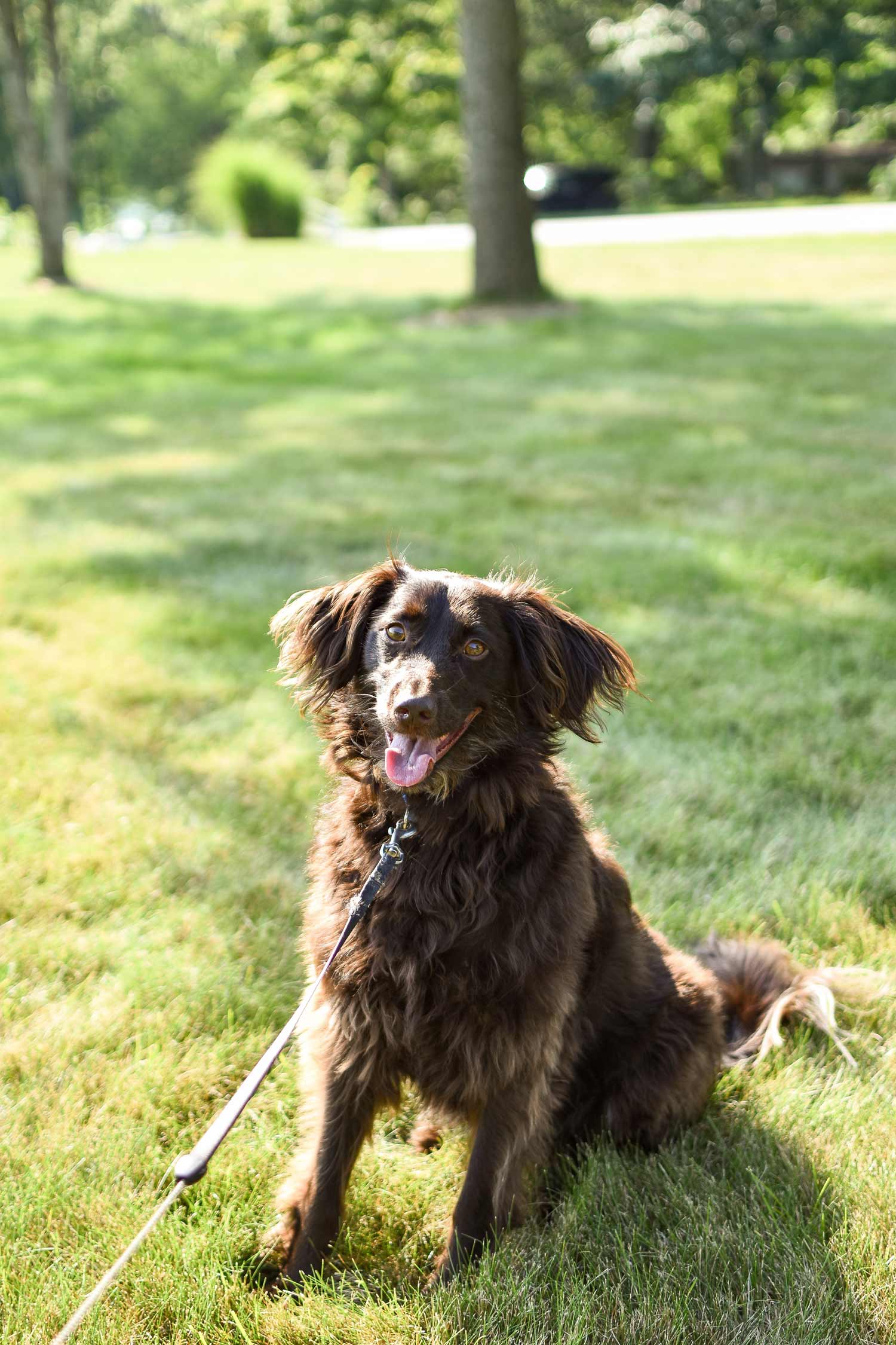 Quack Attack: 10 Best Waterfowl Hunting Dogs