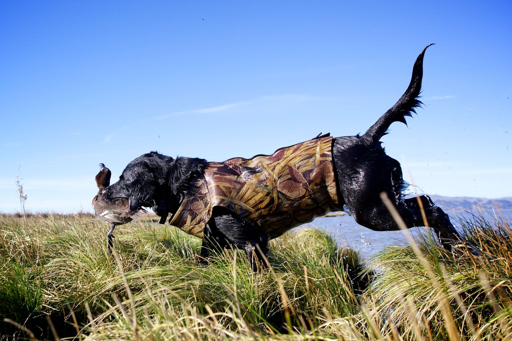 Quack Attack: 10 Best Waterfowl Hunting Dogs