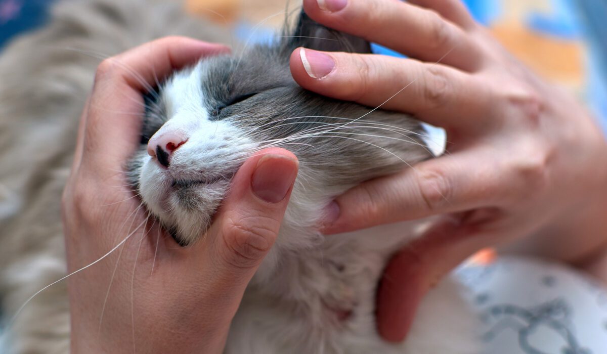 Comprehensive Guide to Cat Wound Care