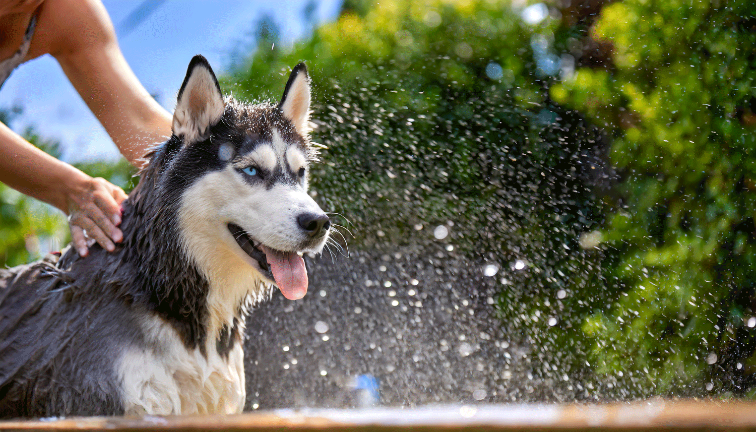 Tar Shampoo For Dogs | Improving Your Dog's Skin Health