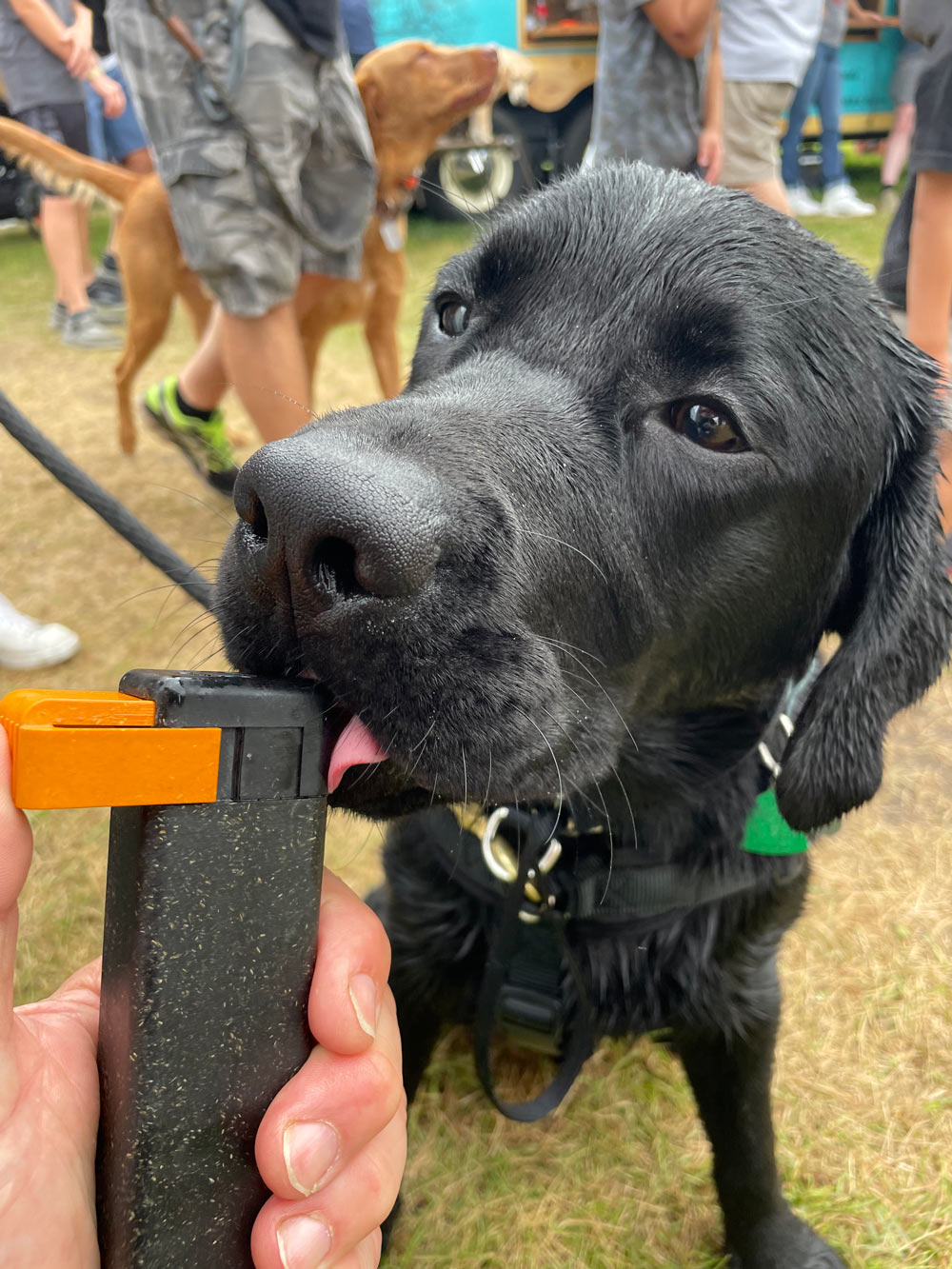 Mastering Dog Training for Reactive Dogs | Tips & Tricks for Success